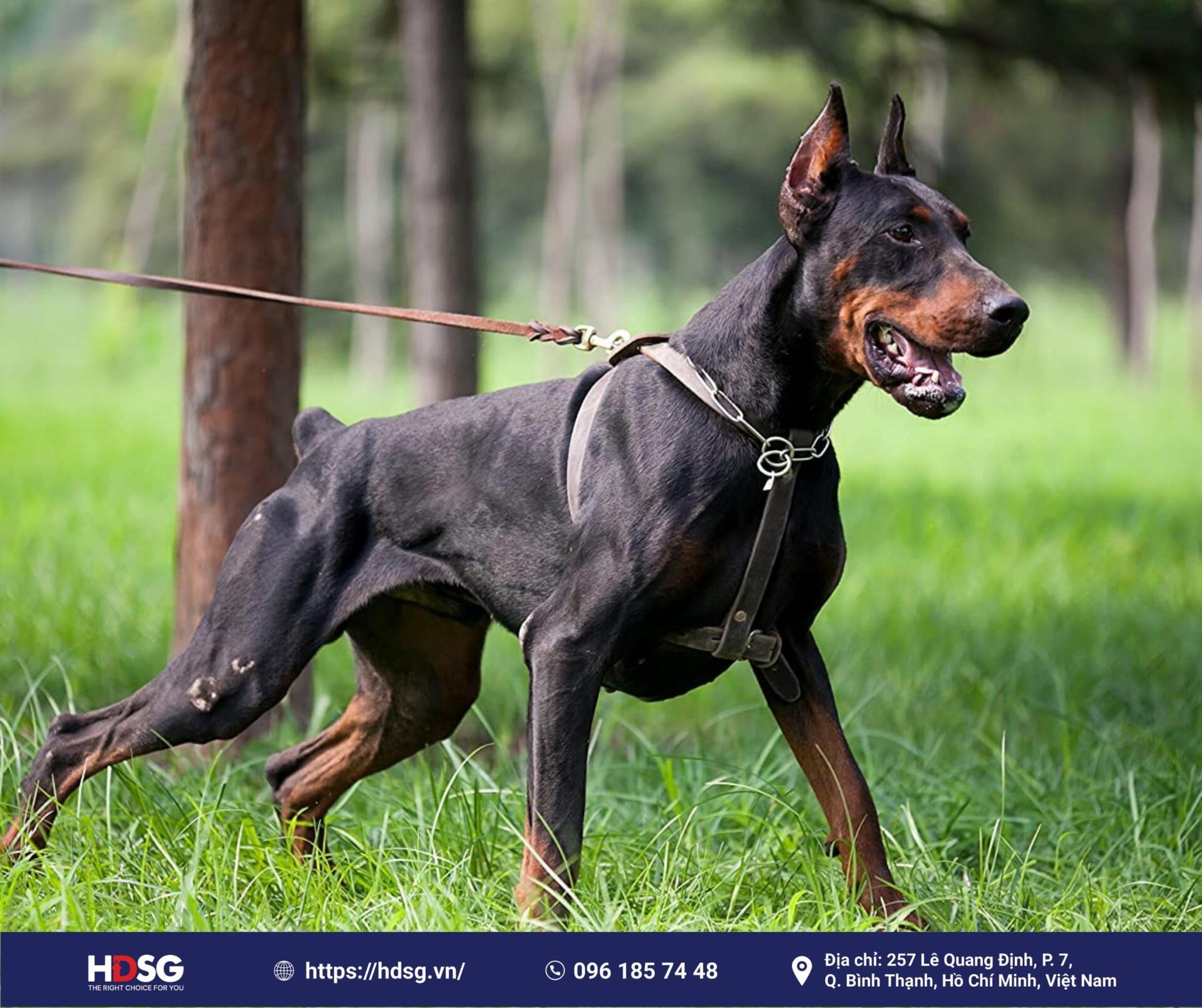 Tại sao chó thể hiện tính dục quá mức – CÔNG TY TNHH XUẤT NHẬP KHẨU HDSG